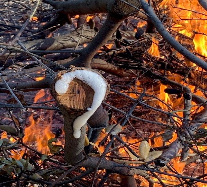 Enterprise Rancheria – Federally Recognized Indian Tribe Since 1915