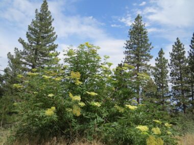 Enterprise Rancheria – Federally Recognized Indian Tribe Since 1915